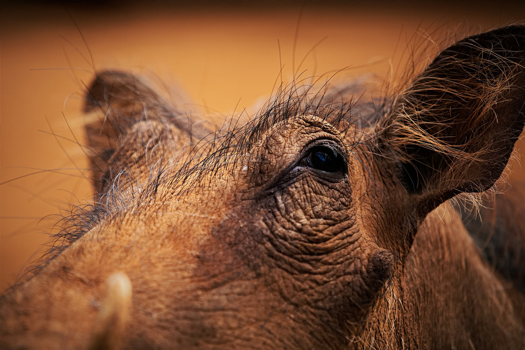 Pumba Private Game Reserve Specials - Pumba Private Game Reserve